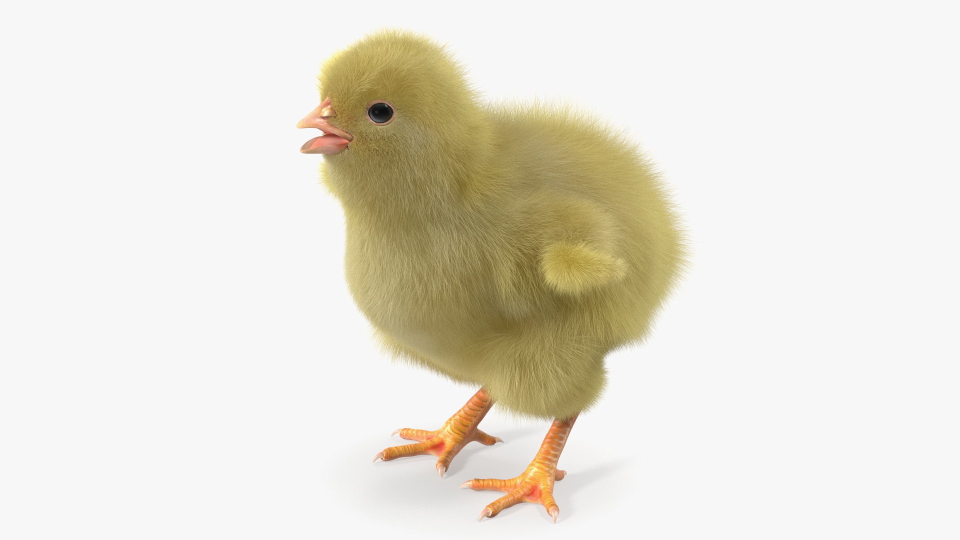 3D Baby Chick - TurboSquid 2089590