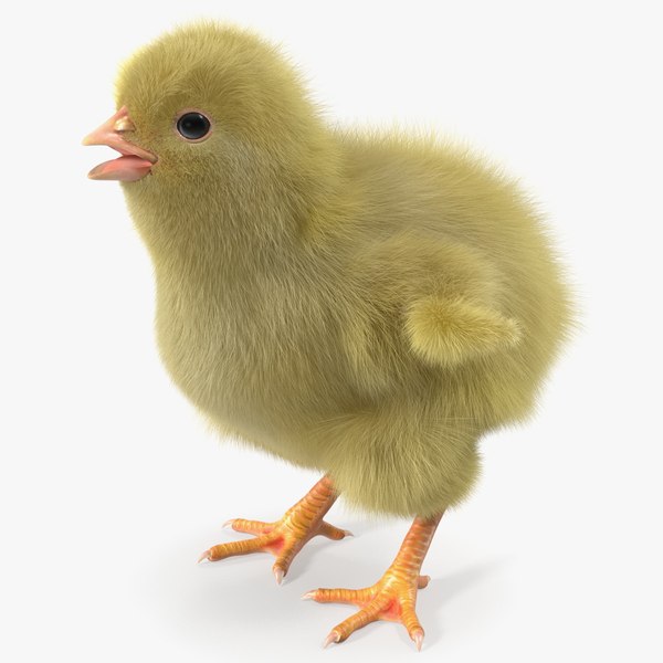 modelo 3d Pollito con pelo - TurboSquid 2089590