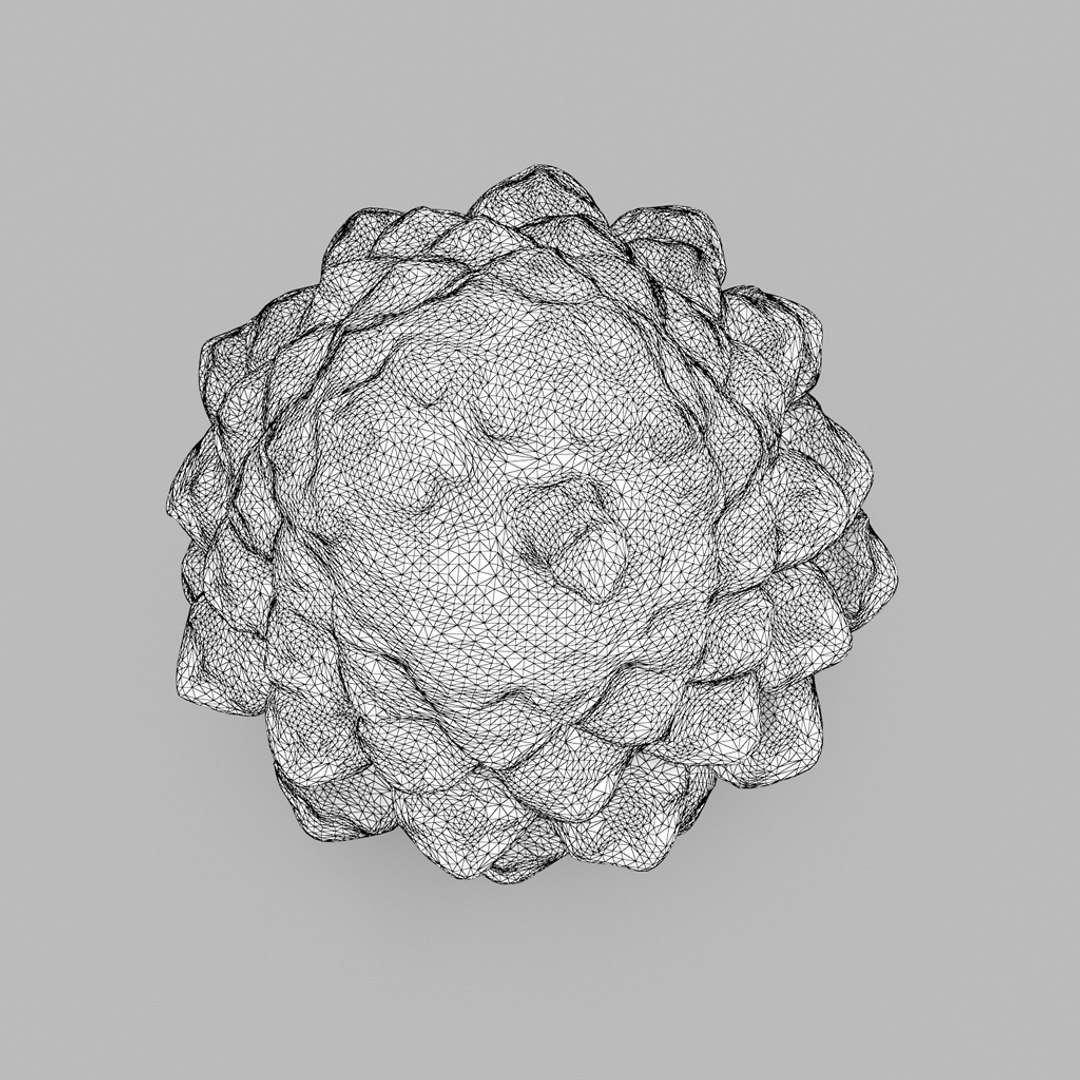 Pine Cone 3D Model - TurboSquid 1200793