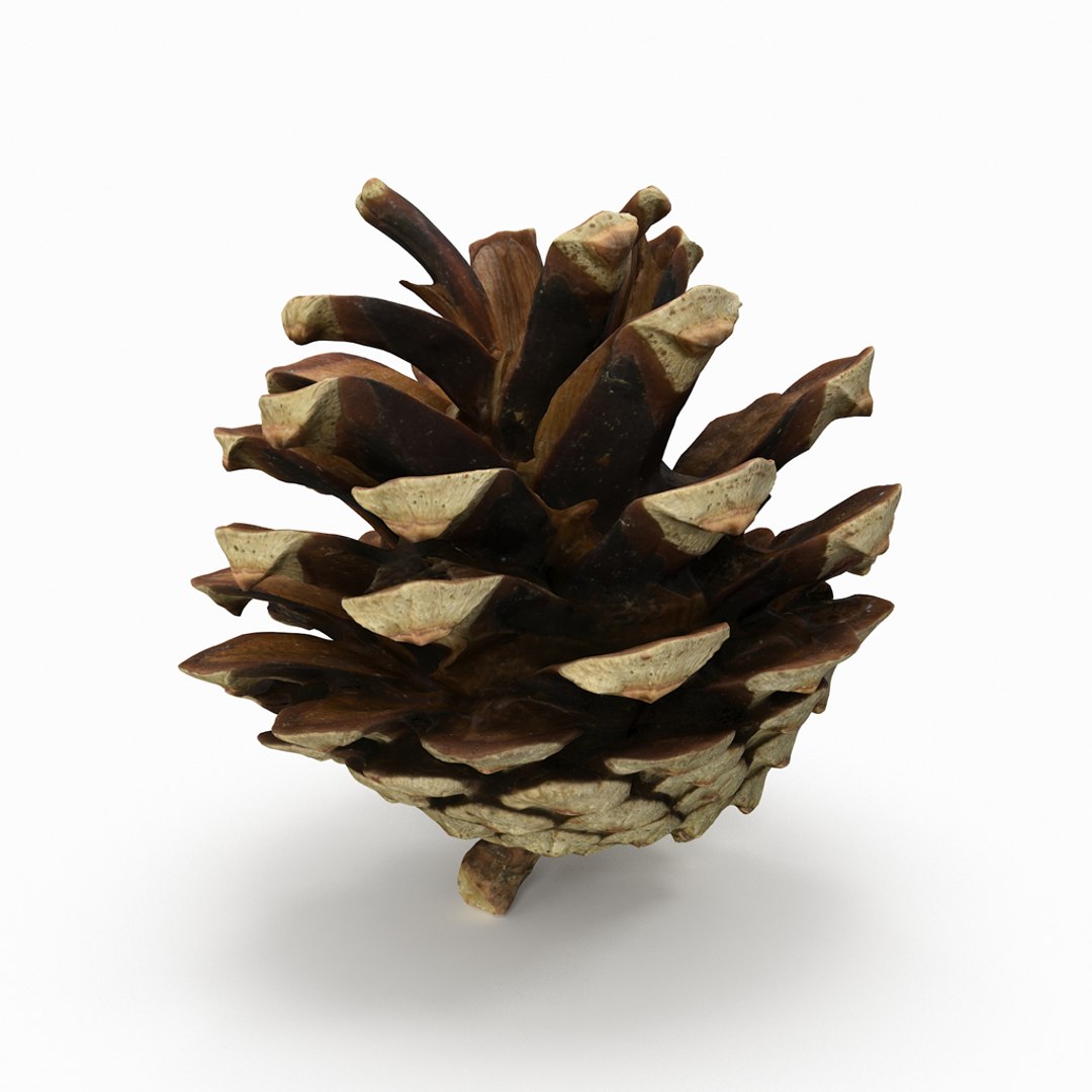Pine Cone 3D Model - TurboSquid 1200793