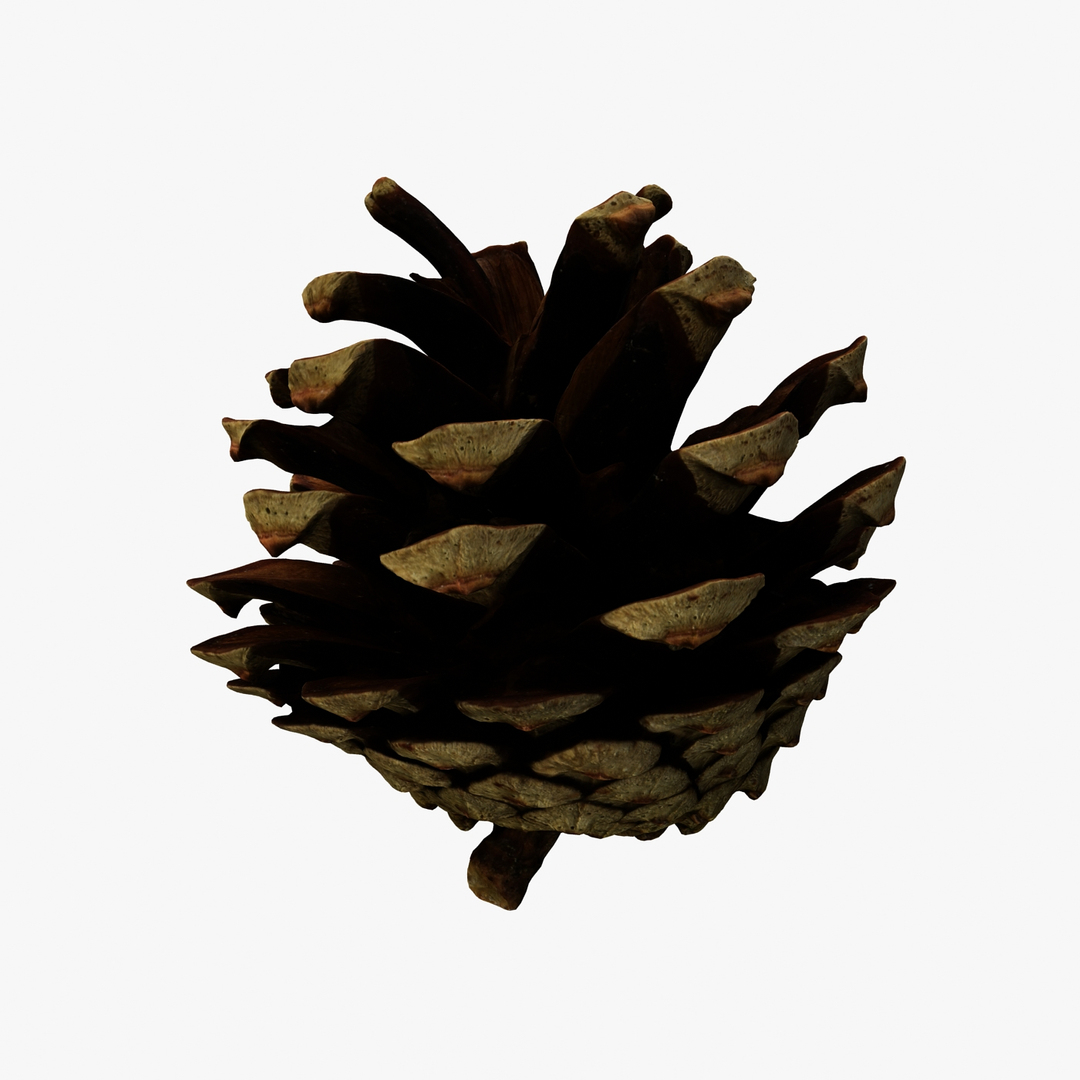 Pine Cone 3D Model - TurboSquid 1200793