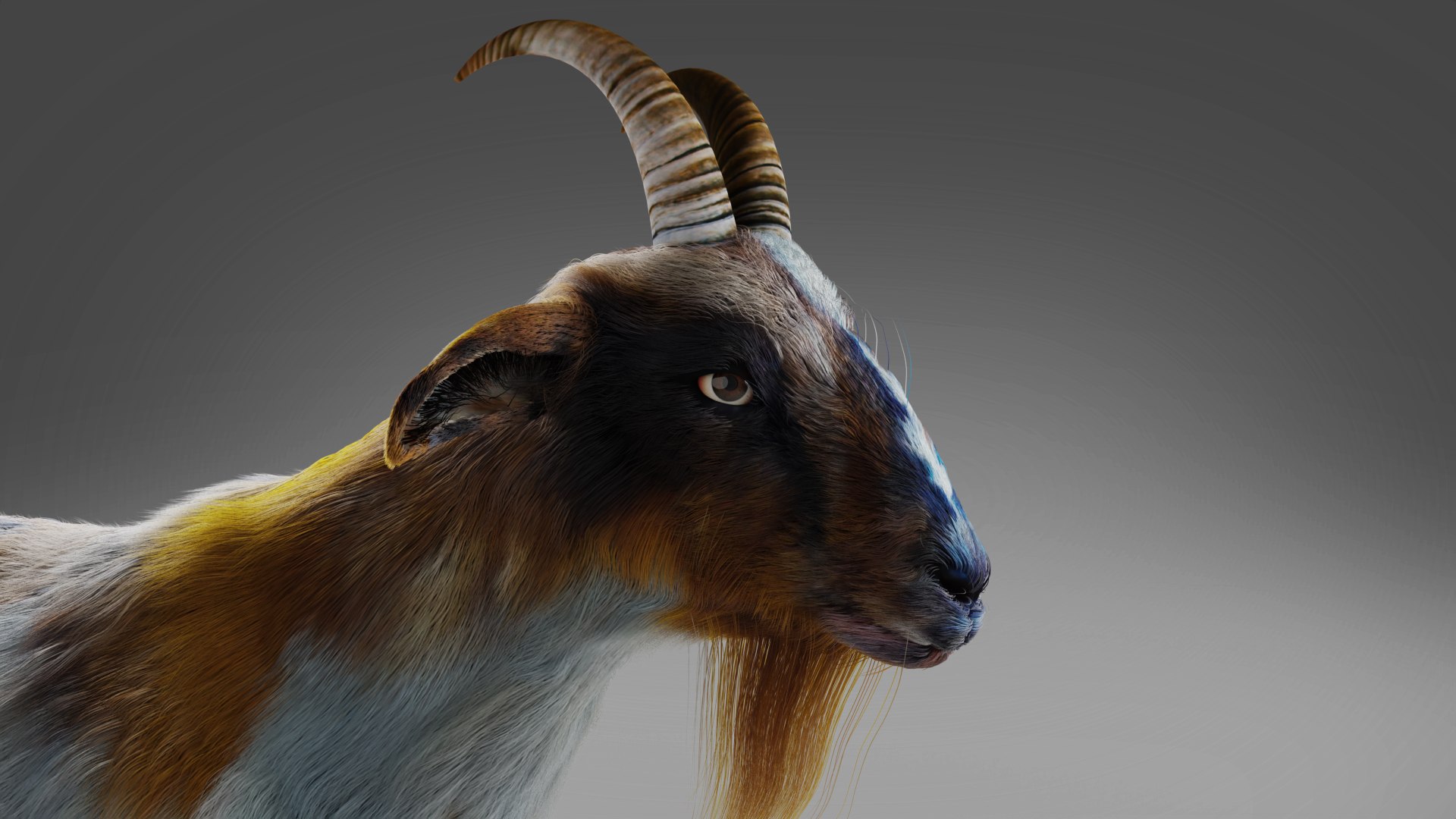 Fur Goat 01 Rigged and Animation in Blender 3D model - TurboSquid 2004381