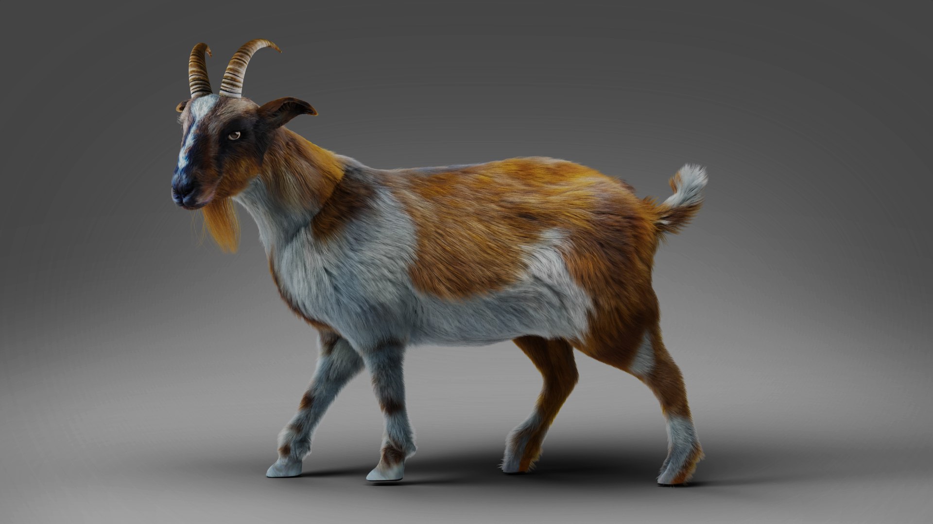 Fur Goat 01 Rigged and Animation in Blender 3D model - TurboSquid 2004381