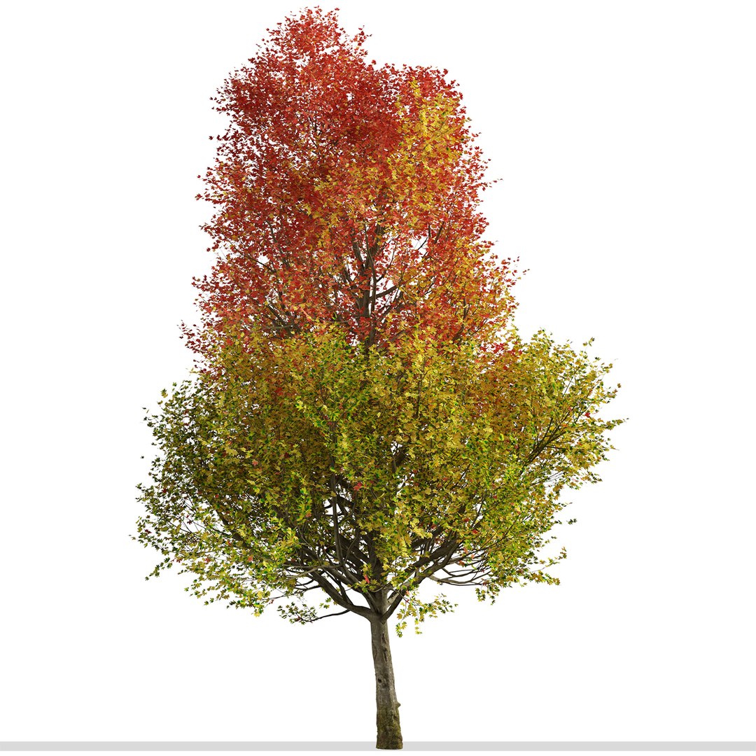 3D model Set of Freeman Maple or Acer freemanii Trees - 2 Trees ...