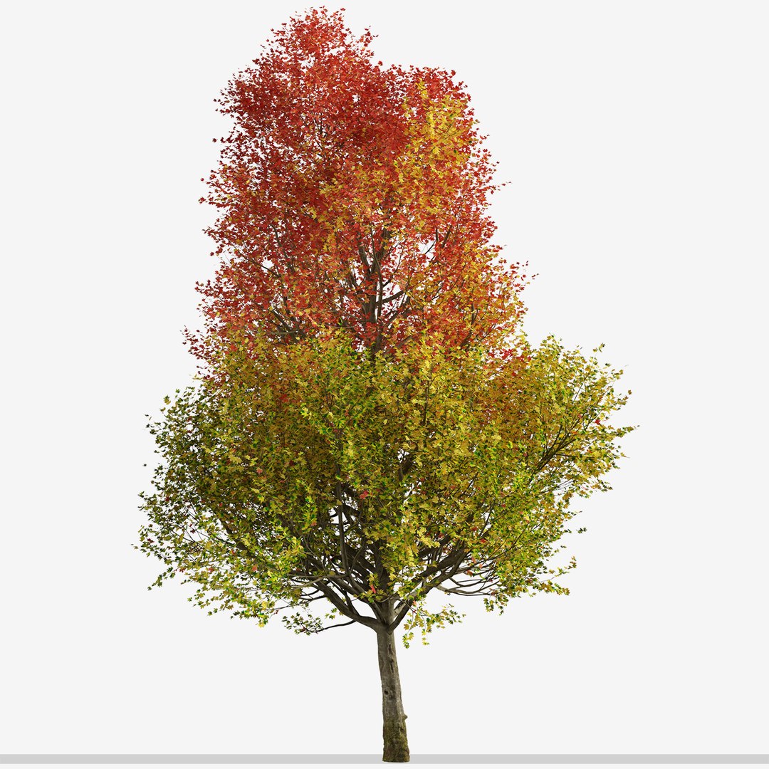 3D model Set of Freeman Maple or Acer freemanii Trees - 2 Trees ...