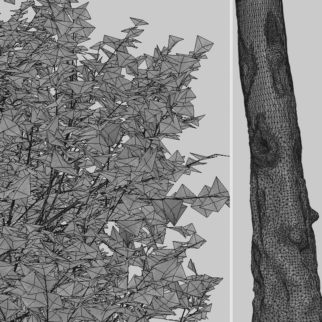 3D model Set of Freeman Maple or Acer freemanii Trees - 2 Trees ...