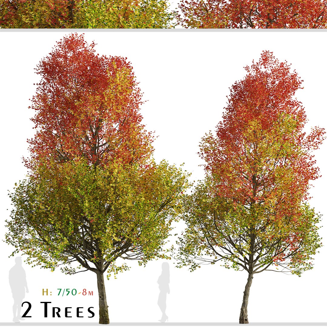 3D model Set of Freeman Maple or Acer freemanii Trees - 2 Trees ...