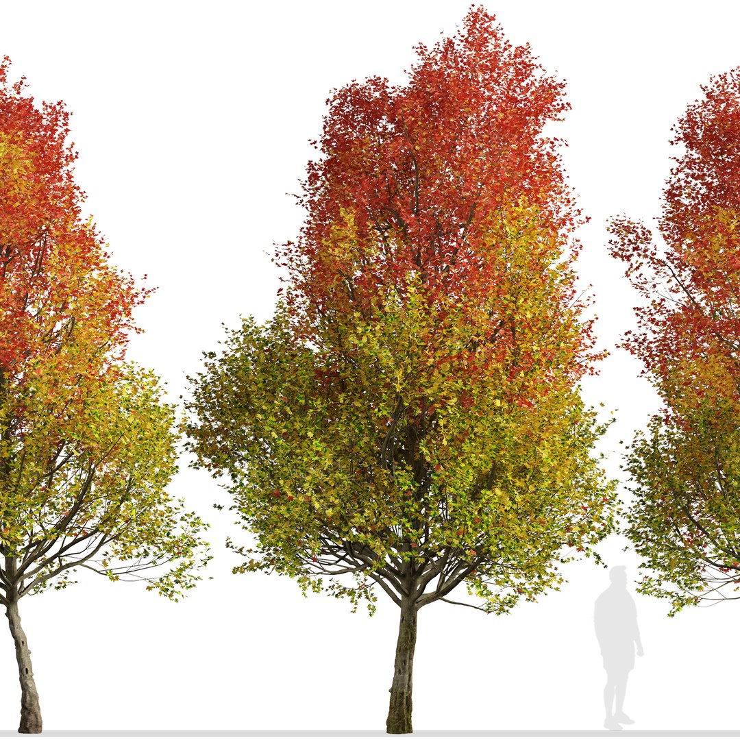 3D model Set of Freeman Maple or Acer freemanii Trees - 2 Trees ...