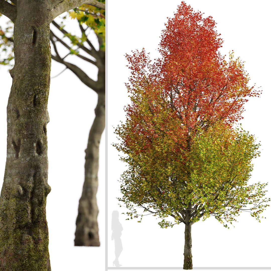 3D model Set of Freeman Maple or Acer freemanii Trees - 2 Trees ...