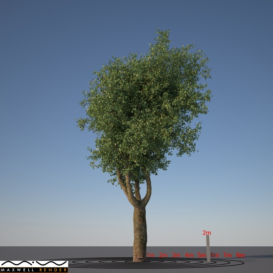 Platanus Tree Bark Types 3d Max