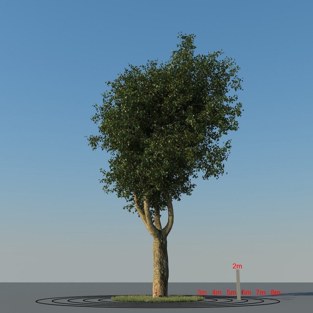 Platanus Tree Bark Types 3d Max