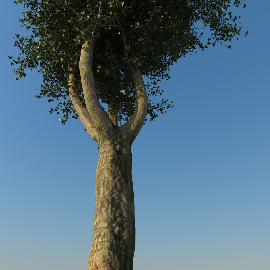 Platanus Tree Bark Types 3d Max