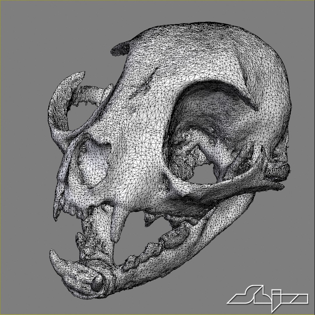 3d C Skull Scan Model