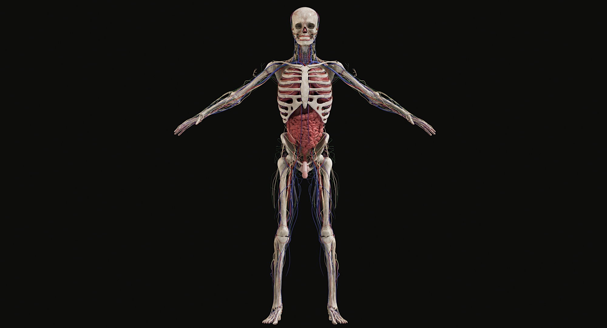 3D male complete anatomy man - TurboSquid 1416355