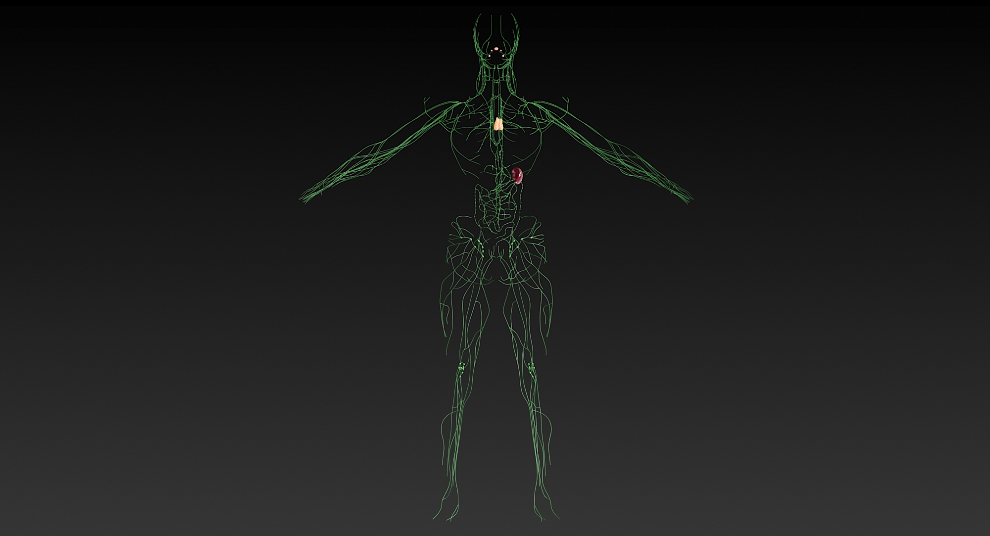 3D male complete anatomy man - TurboSquid 1416355