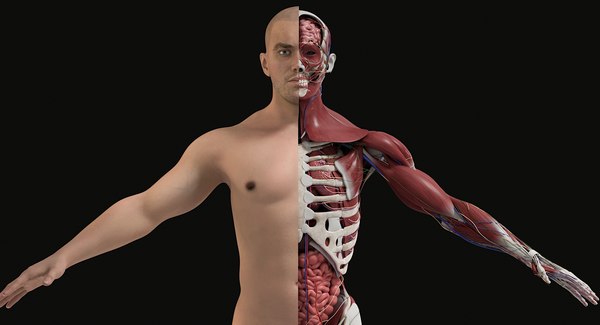 3D male complete anatomy man - TurboSquid 1416355