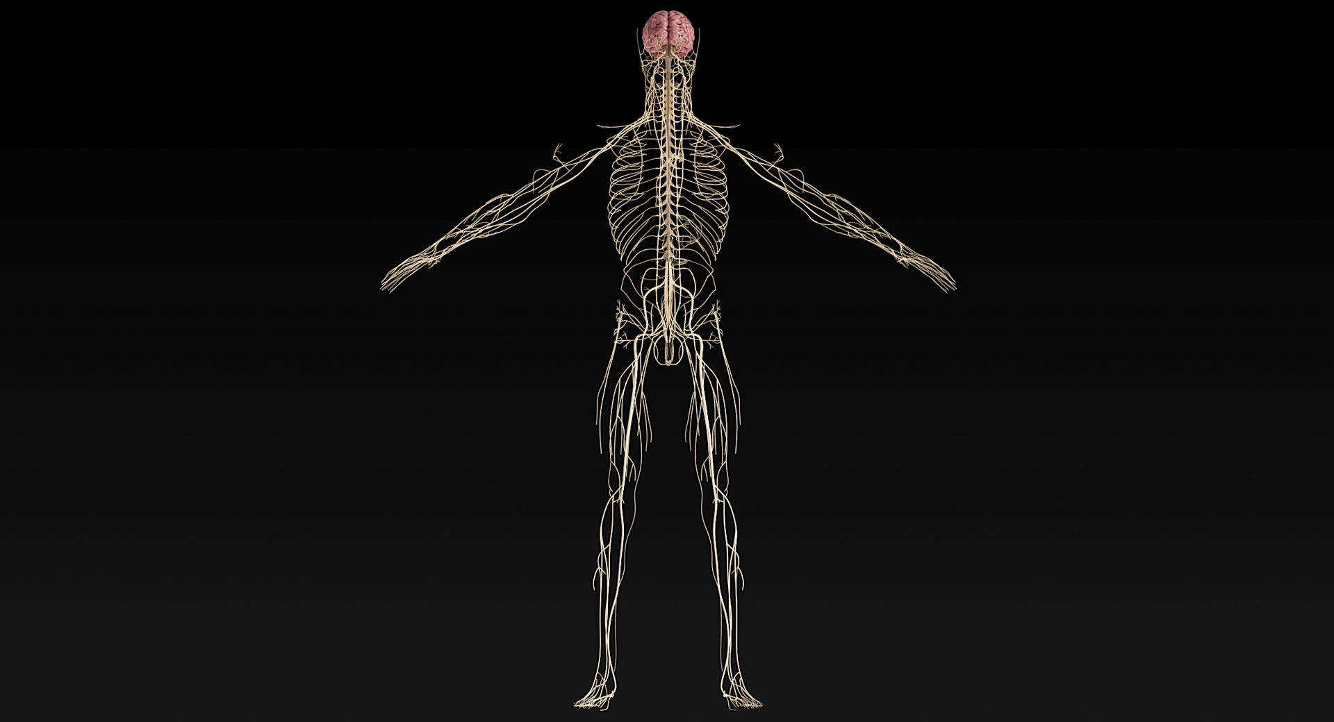 3D male complete anatomy man - TurboSquid 1416355