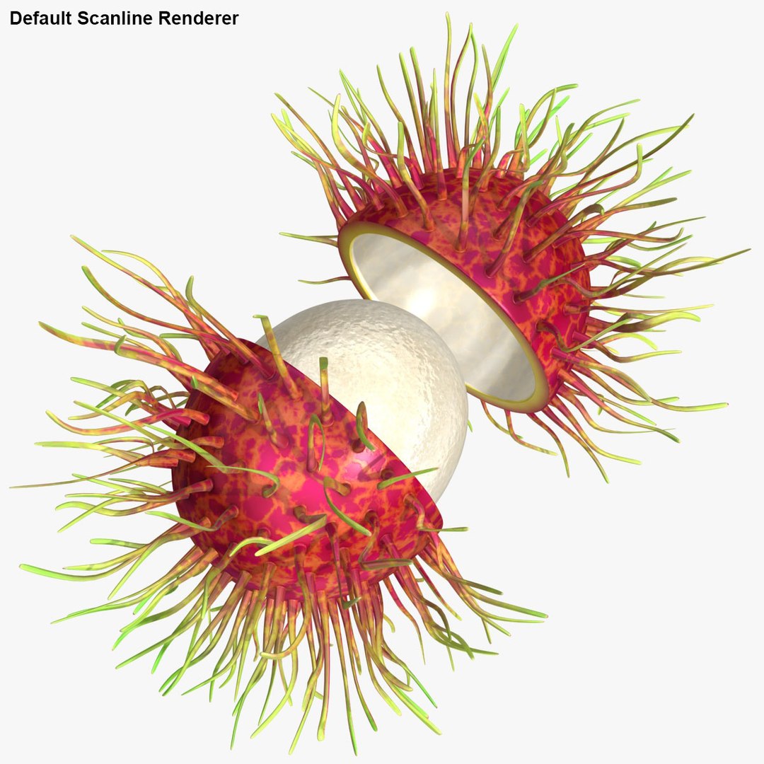 realistic rambutan 03 3d model