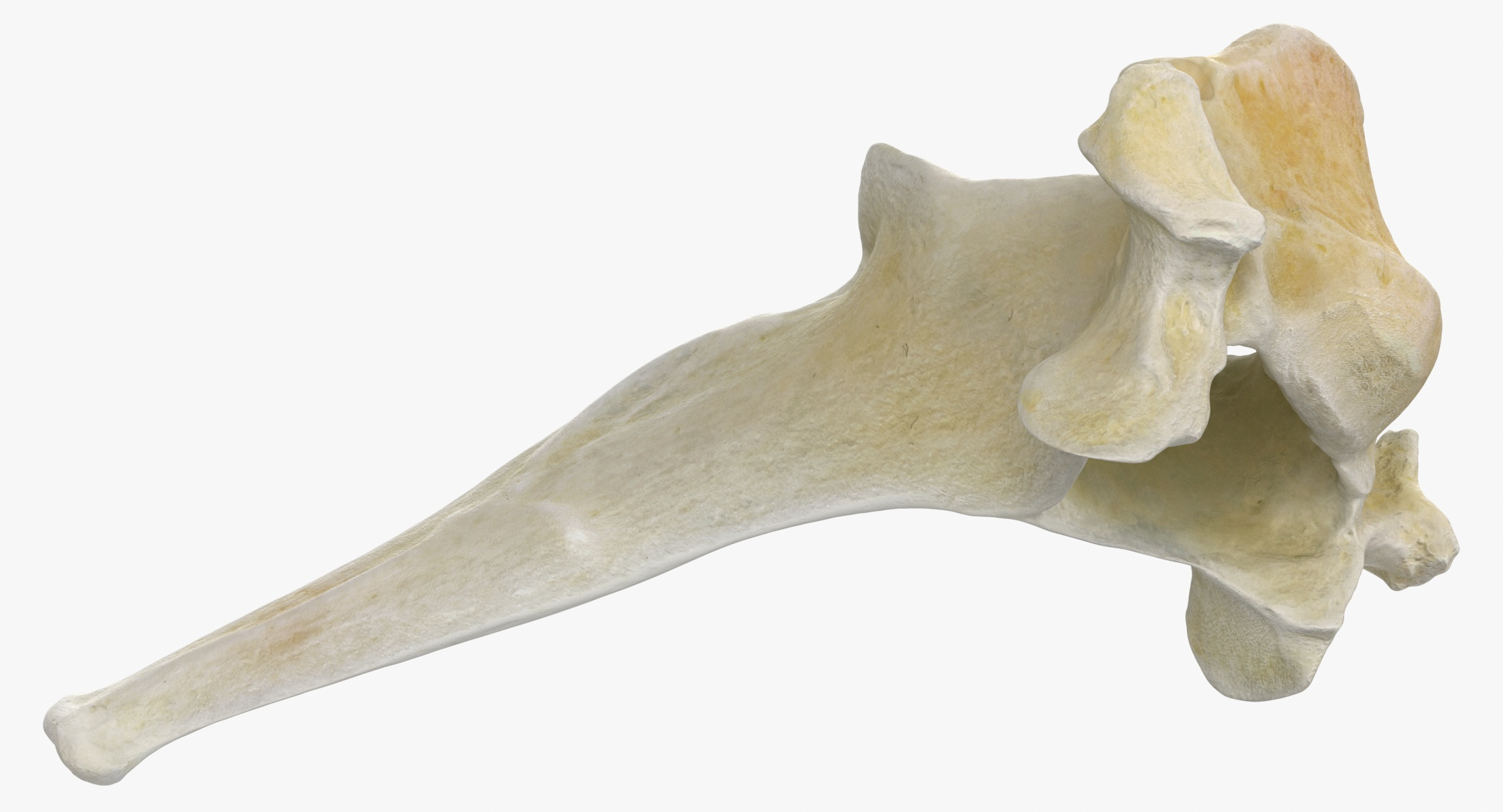 modelo 3d Gato doméstico Vértebras torácicas TH2 - TurboSquid 1984963