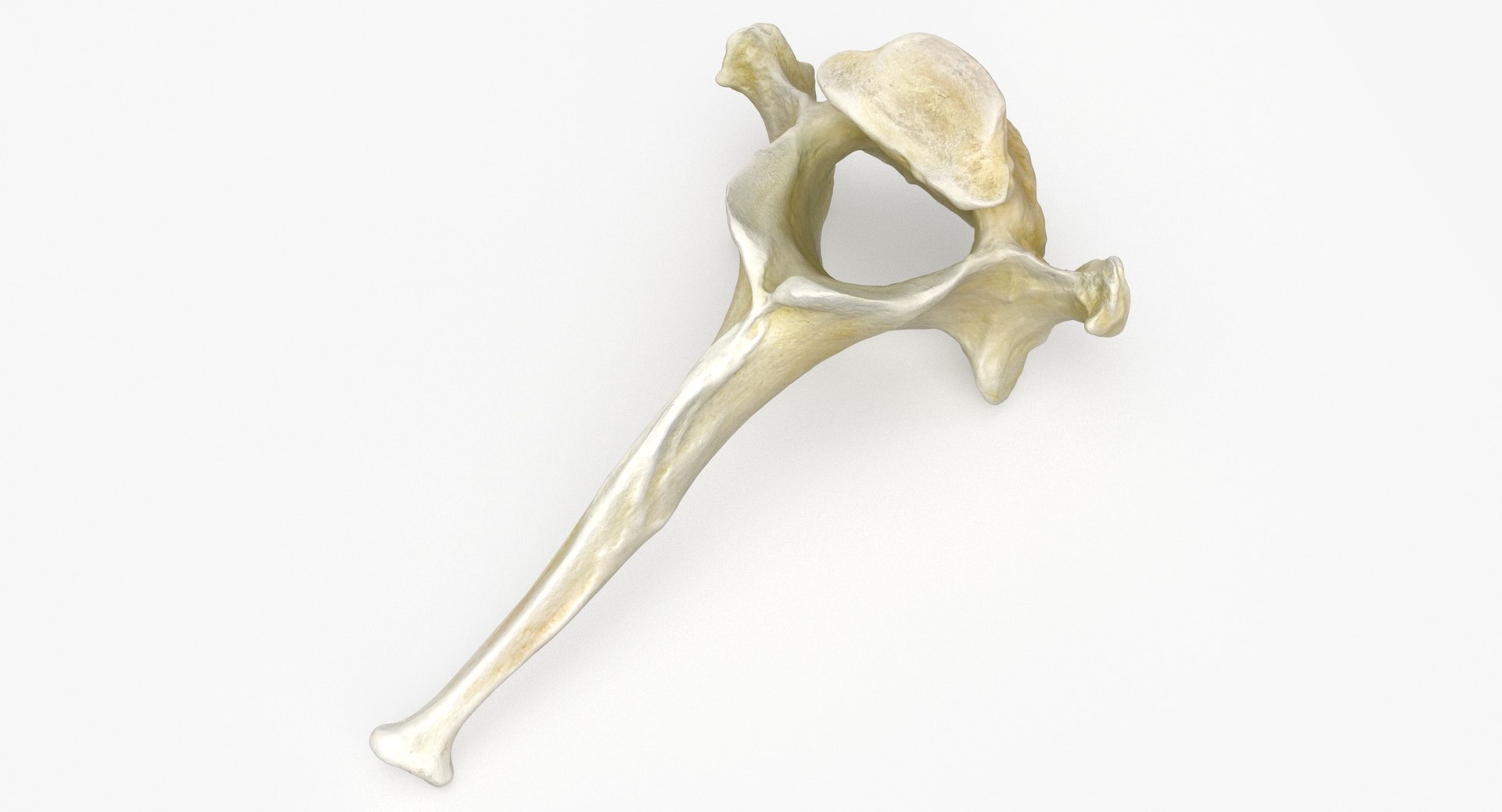 Domestic Cat Thoracic Vertebrae TH2 3D model - TurboSquid 1984963