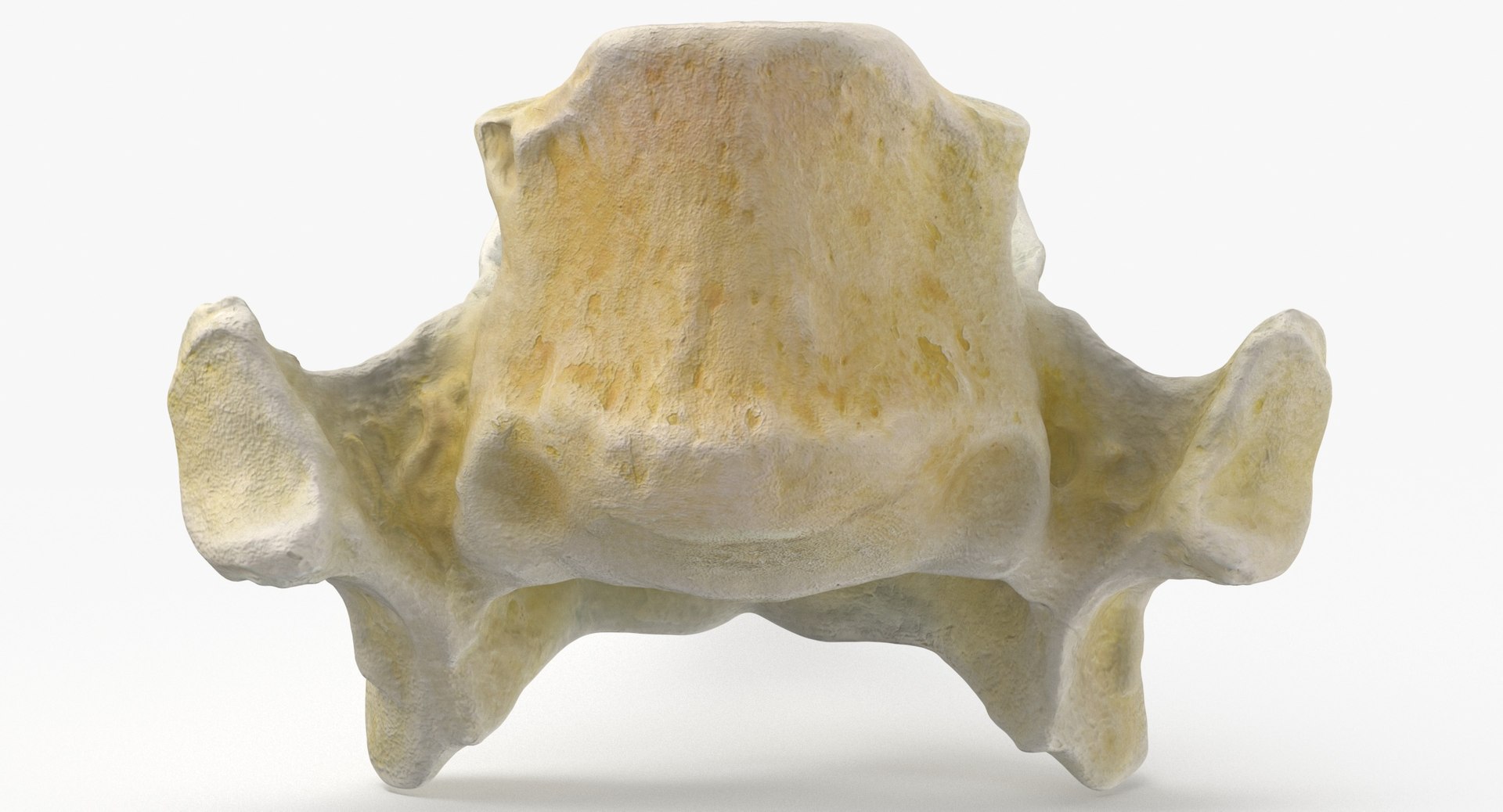 Domestic Cat Thoracic Vertebrae TH2 3D Model - TurboSquid 1984963