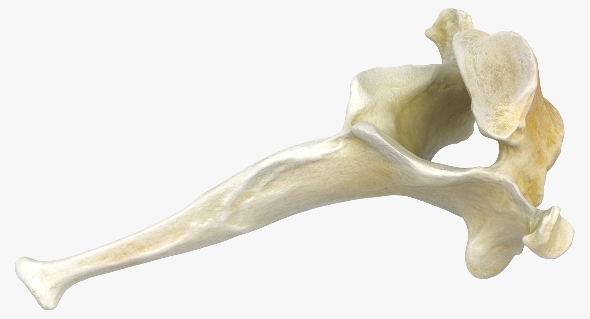Domestic Cat Thoracic Vertebrae TH2 3D Model - TurboSquid 1984963