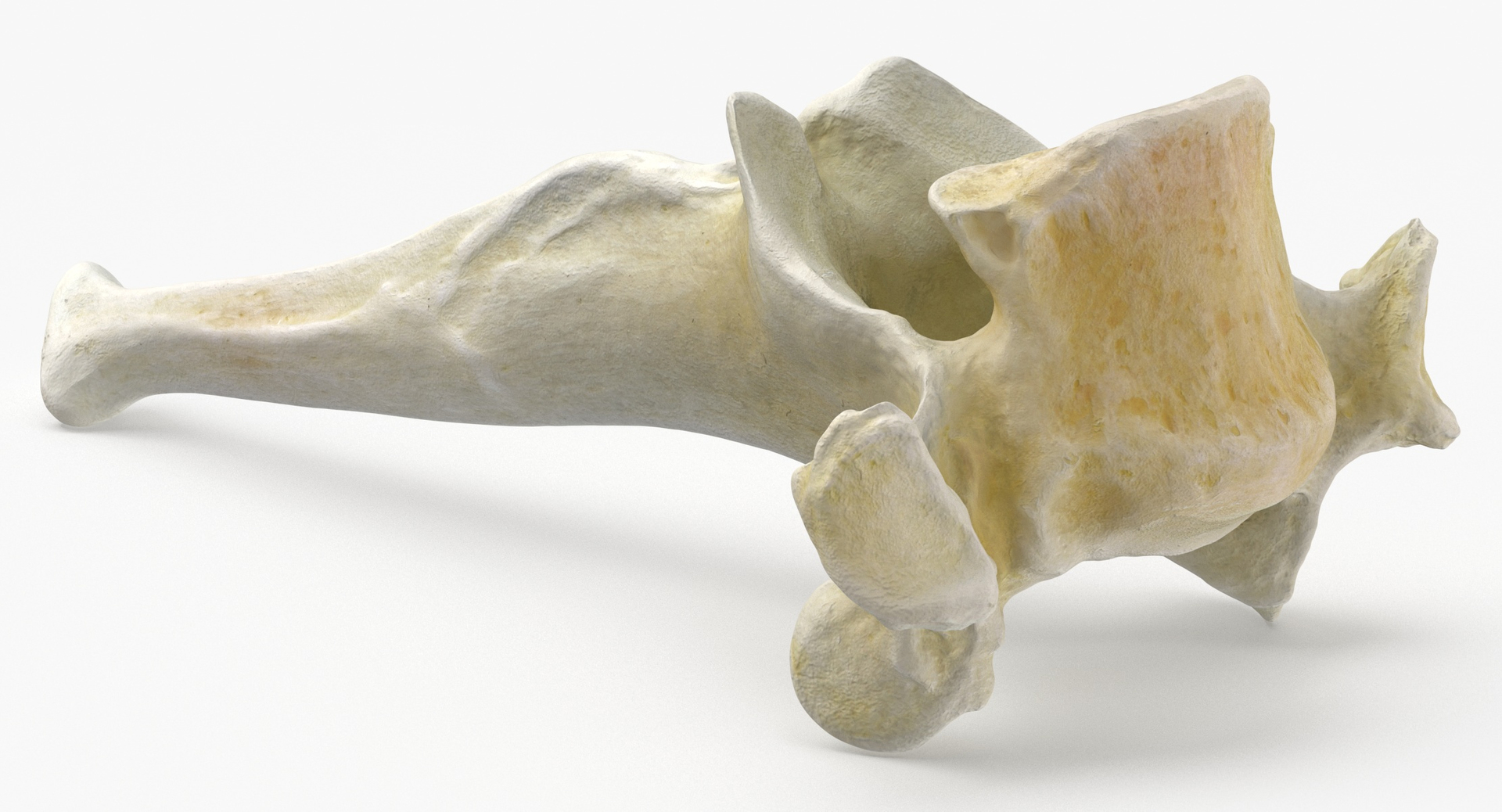 modelo 3d Gato doméstico Vértebras torácicas TH2 - TurboSquid 1984963