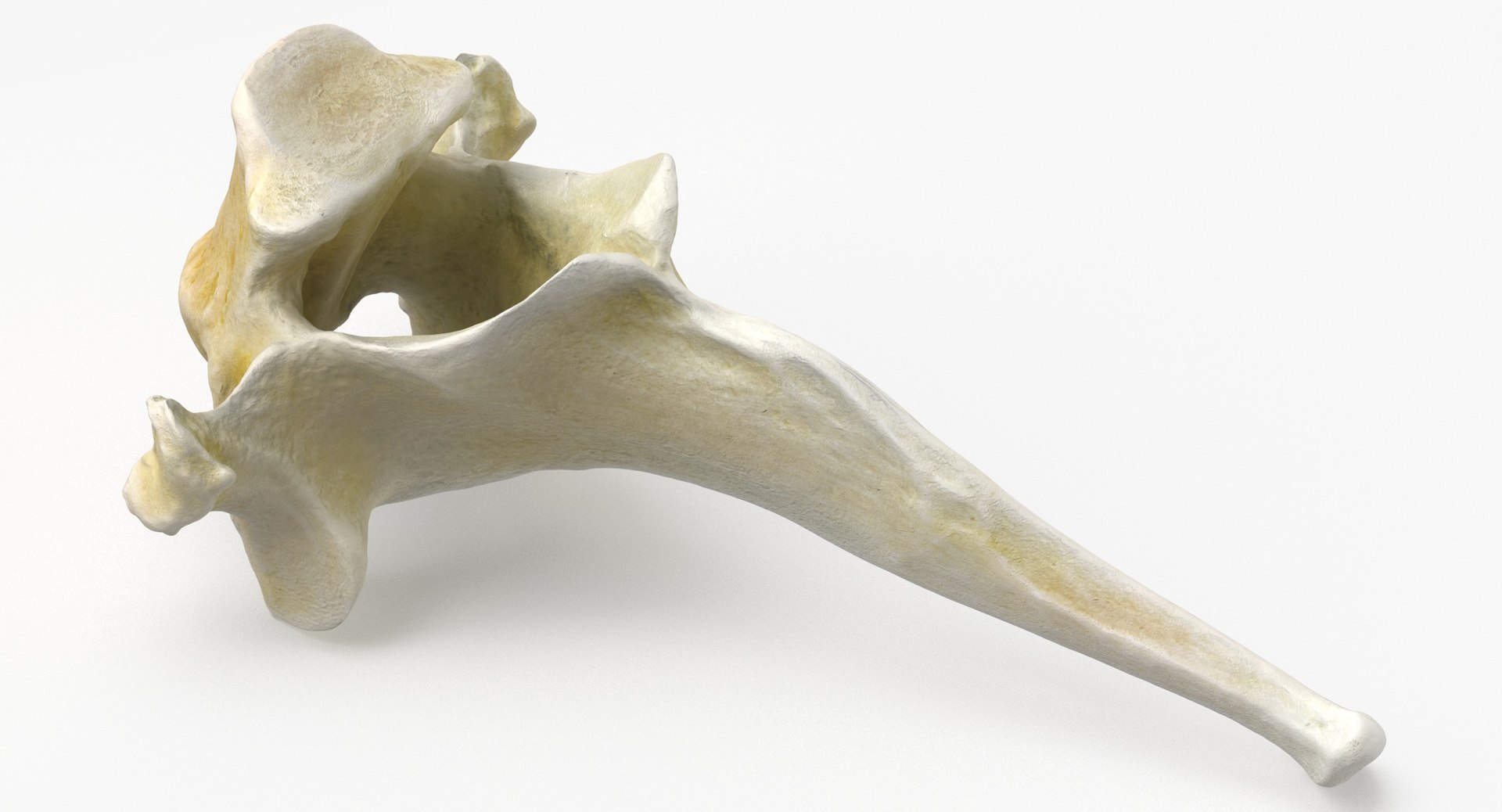 Domestic Cat Thoracic Vertebrae TH2 3D Model - TurboSquid 1984963