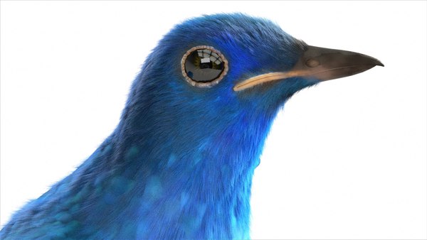 3D blue nightingale bird - TurboSquid 1701773