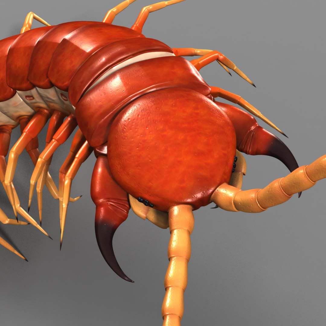 Scolopendra 3d Model