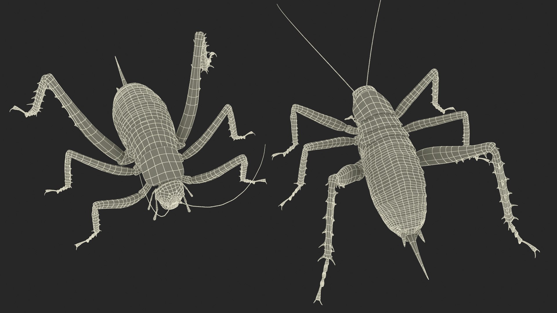 3D Model Weta Cricket - TurboSquid 2211855