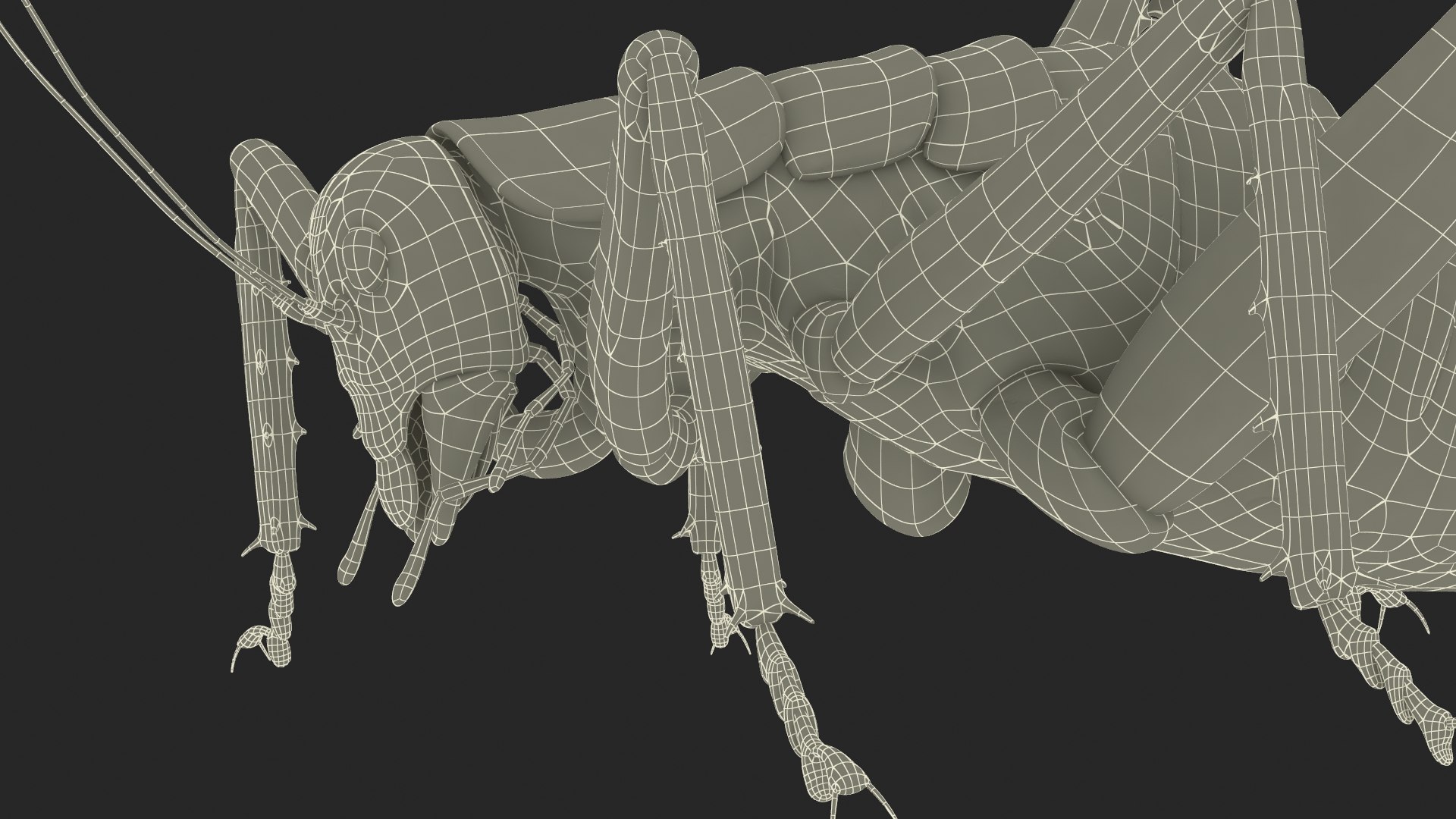 3D Model Weta Cricket - TurboSquid 2211855