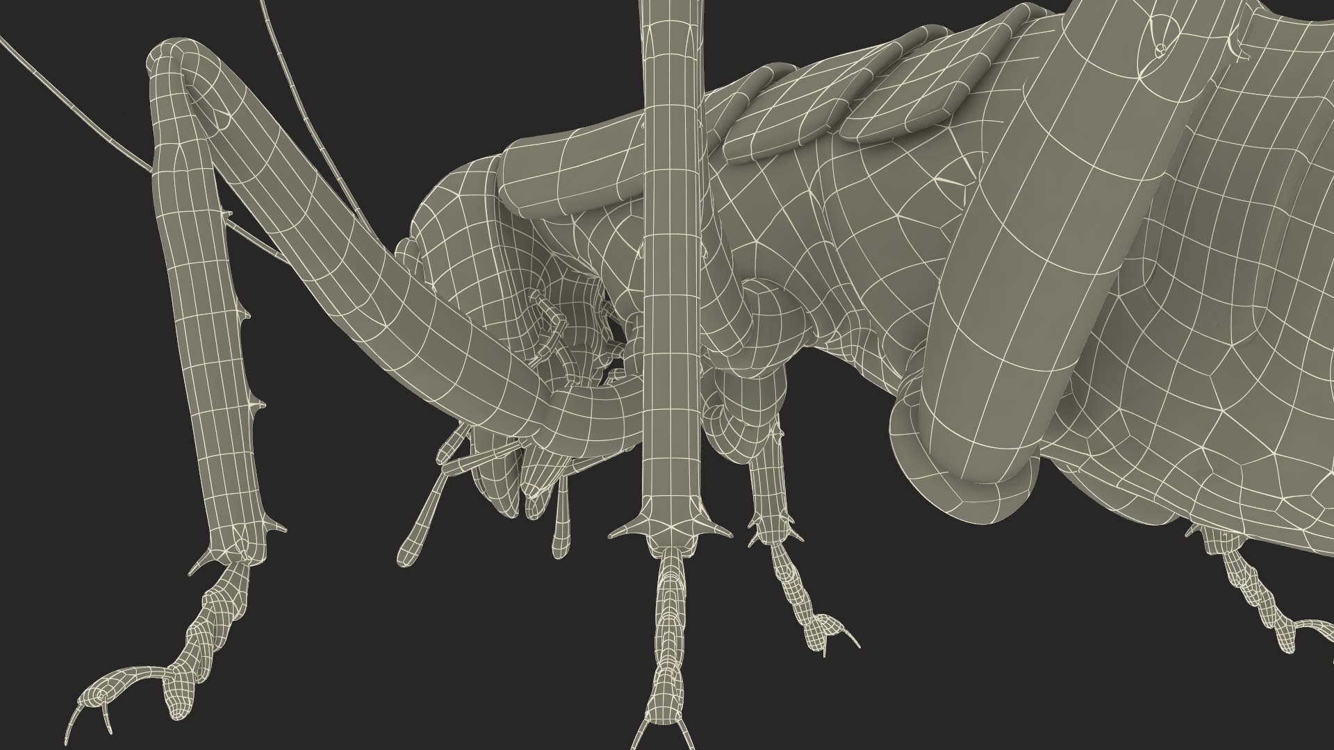3D Model Weta Cricket - TurboSquid 2211855