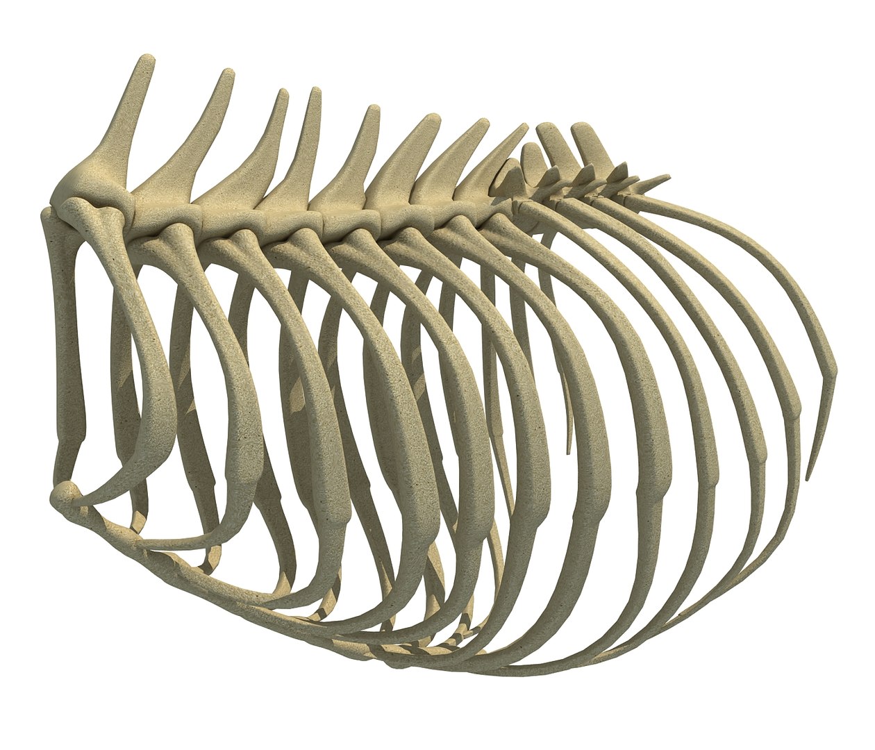 3D Lion Rib Cage Model - TurboSquid 1177712