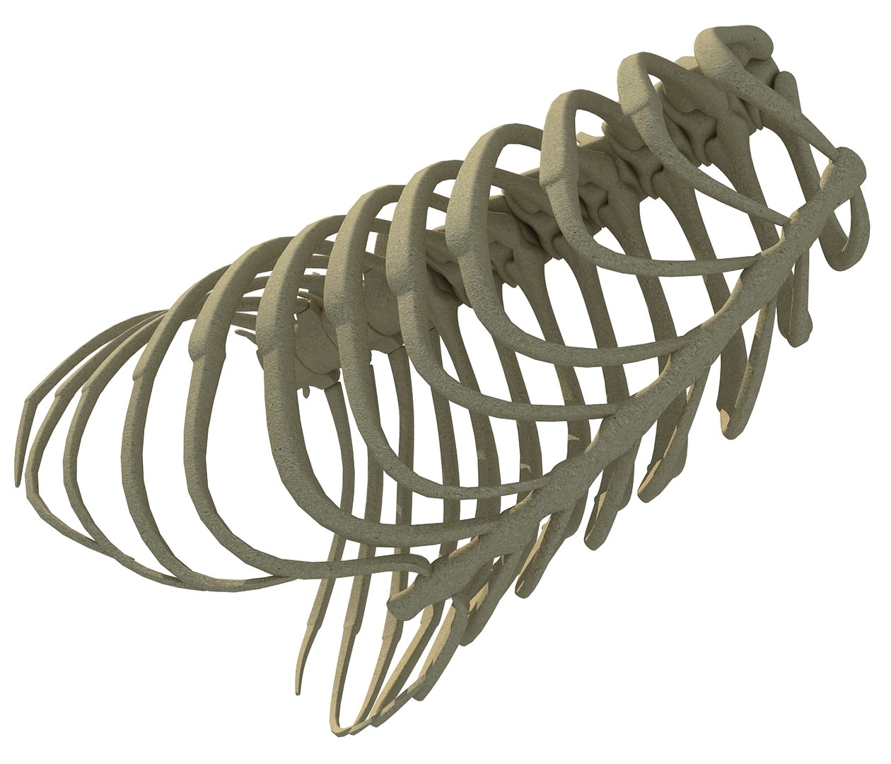 3D Lion Rib Cage Model - TurboSquid 1177712