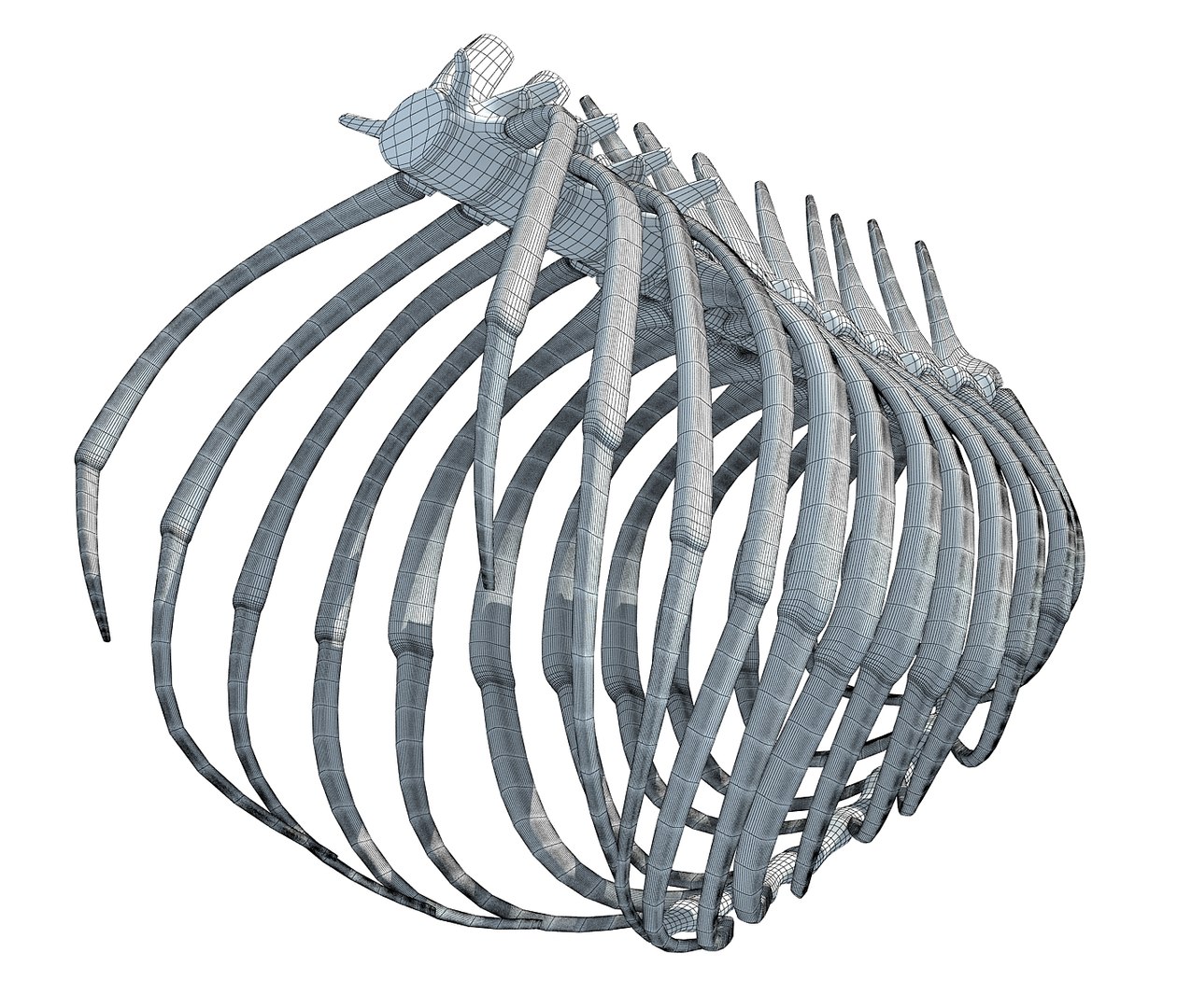3D Lion Rib Cage Model - TurboSquid 1177712