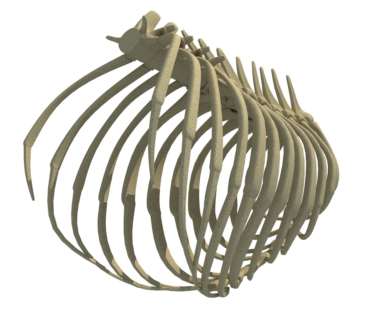 3D Lion Rib Cage Model - TurboSquid 1177712