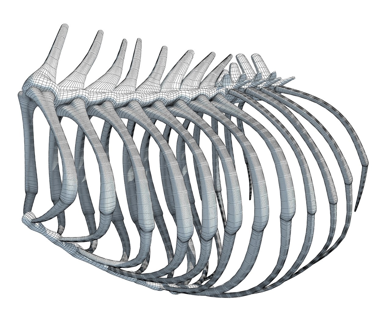 Gorilla Rib Cage 3D Model – 3D Horse, 58% OFF