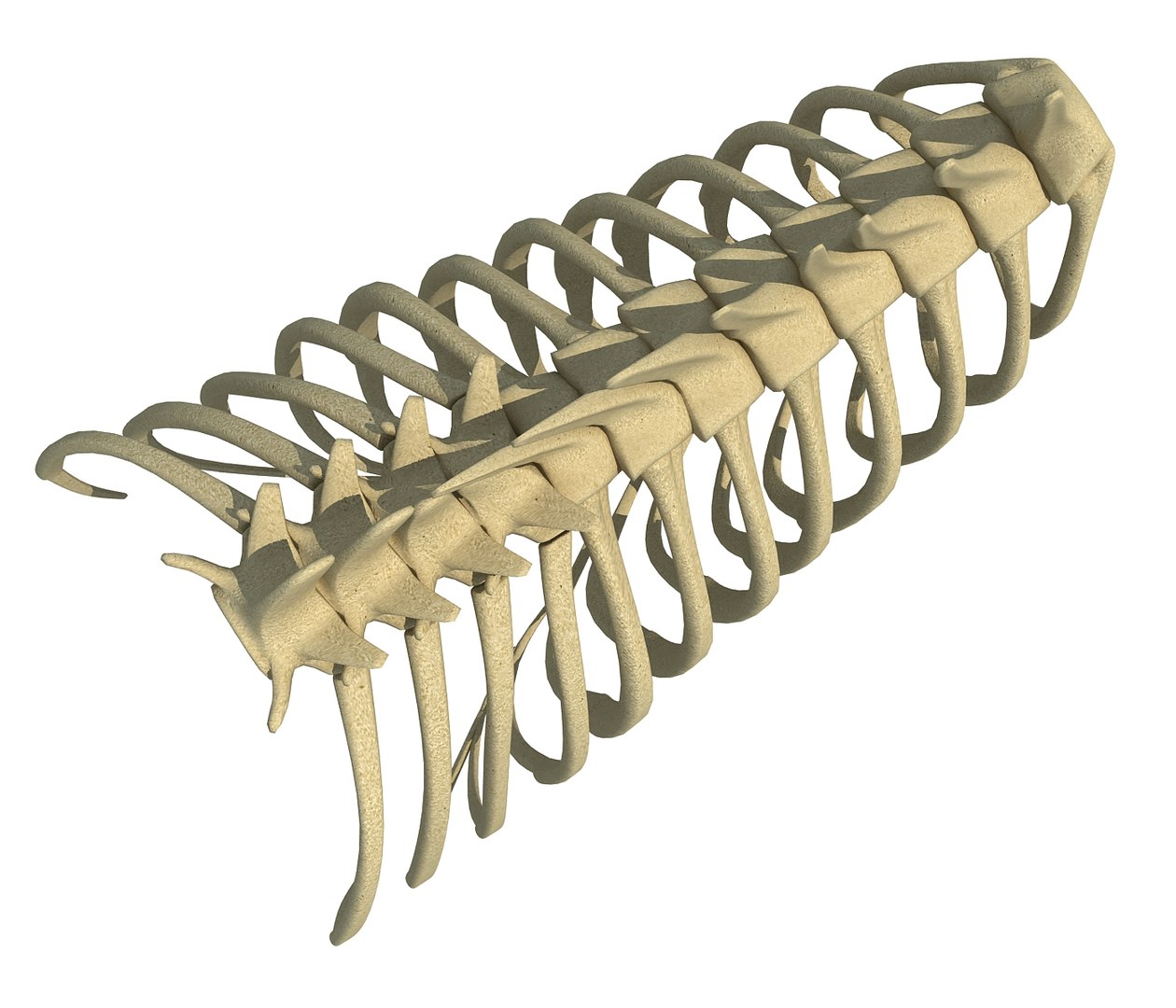 3D Lion Rib Cage Model - TurboSquid 1177712