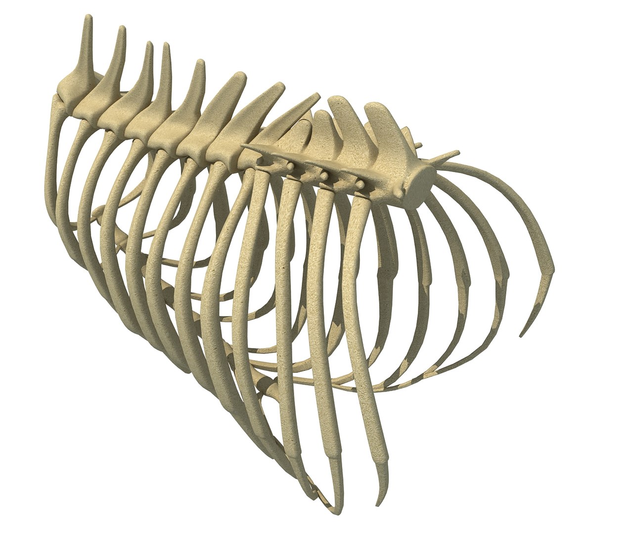 3D Lion Rib Cage Model - TurboSquid 1177712