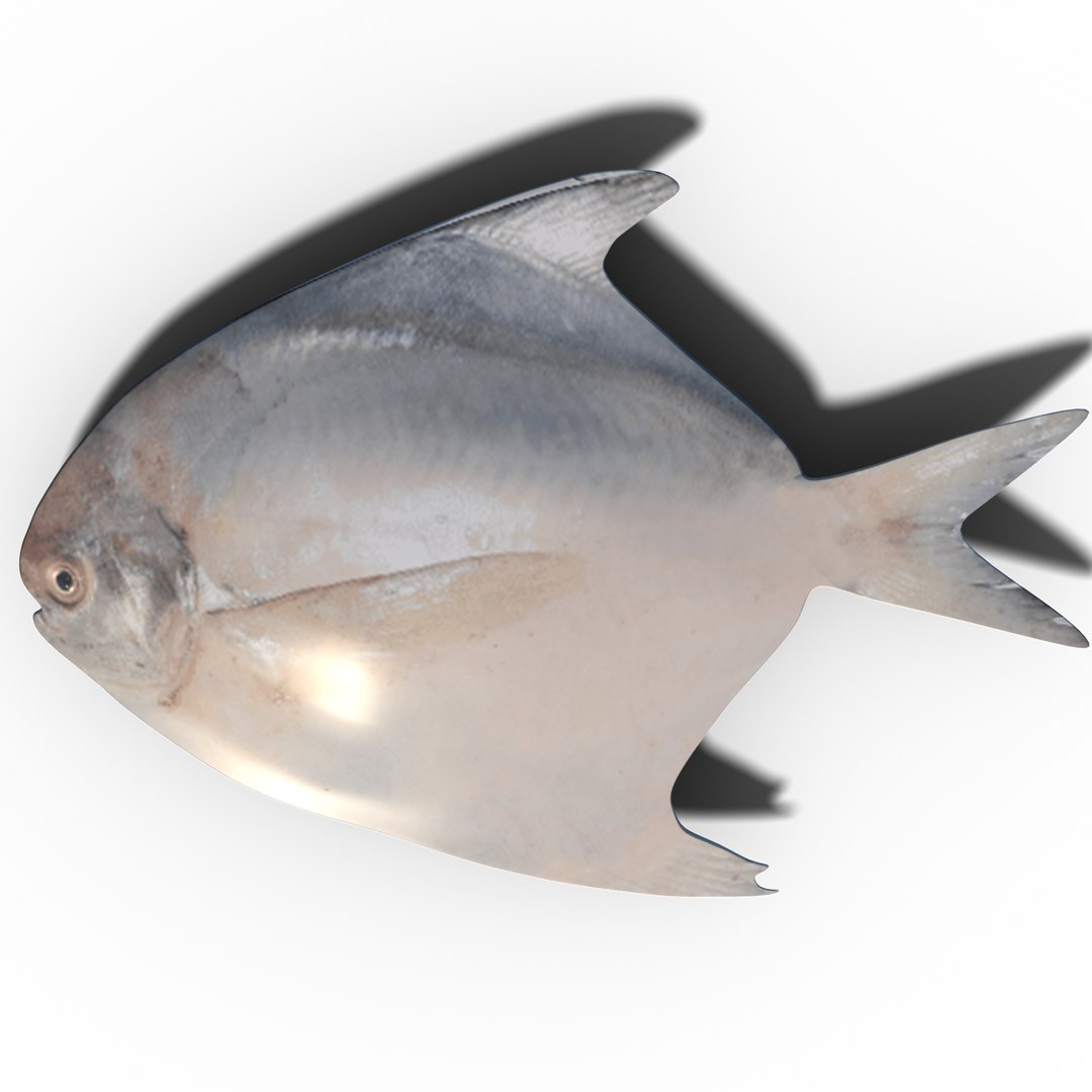 Pomfret Fish 3D Model - TurboSquid 2086578