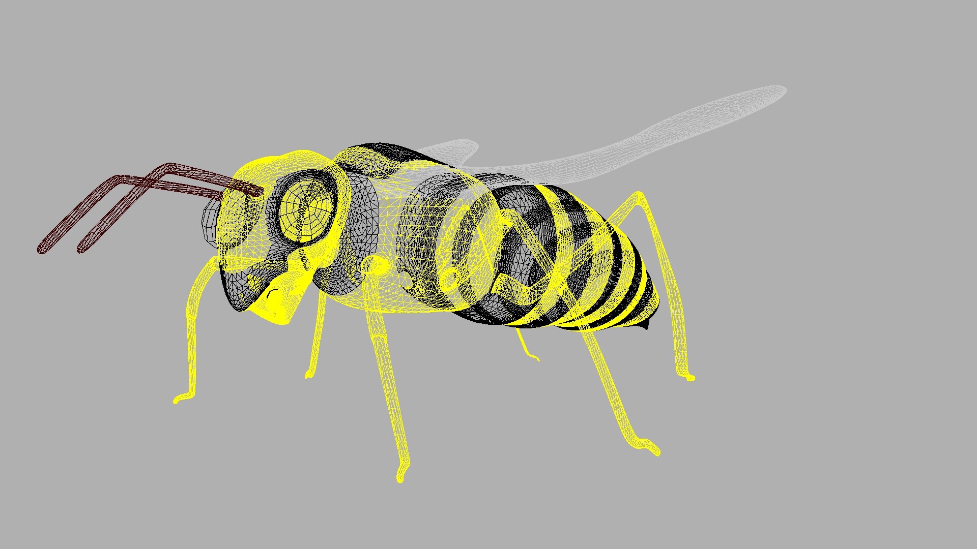 3D Bee IK Project - TurboSquid 2030169