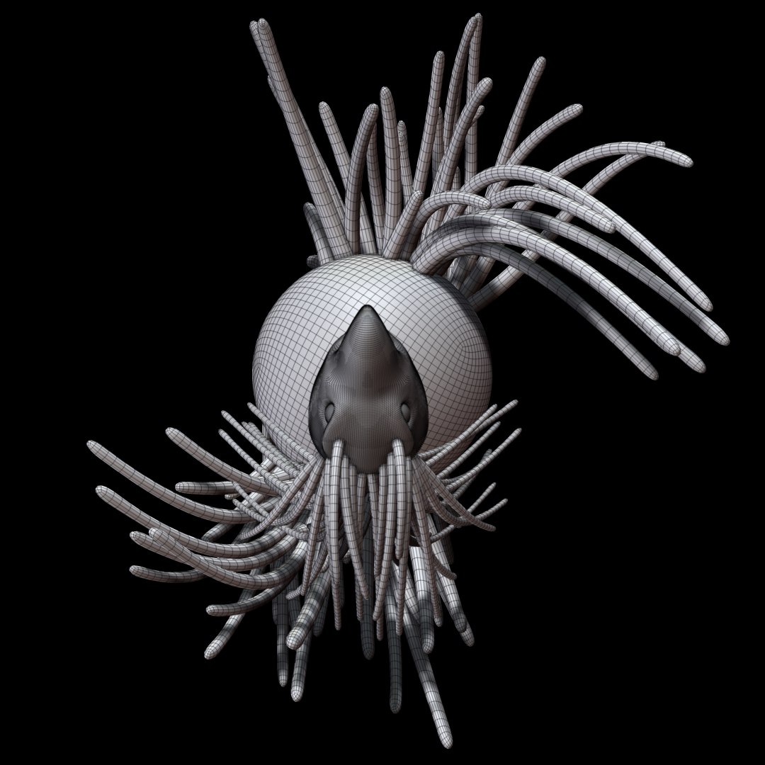 3d Model Phoenix Bird