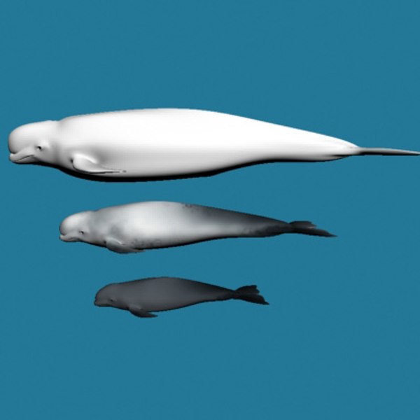 maya beluga hi-poly