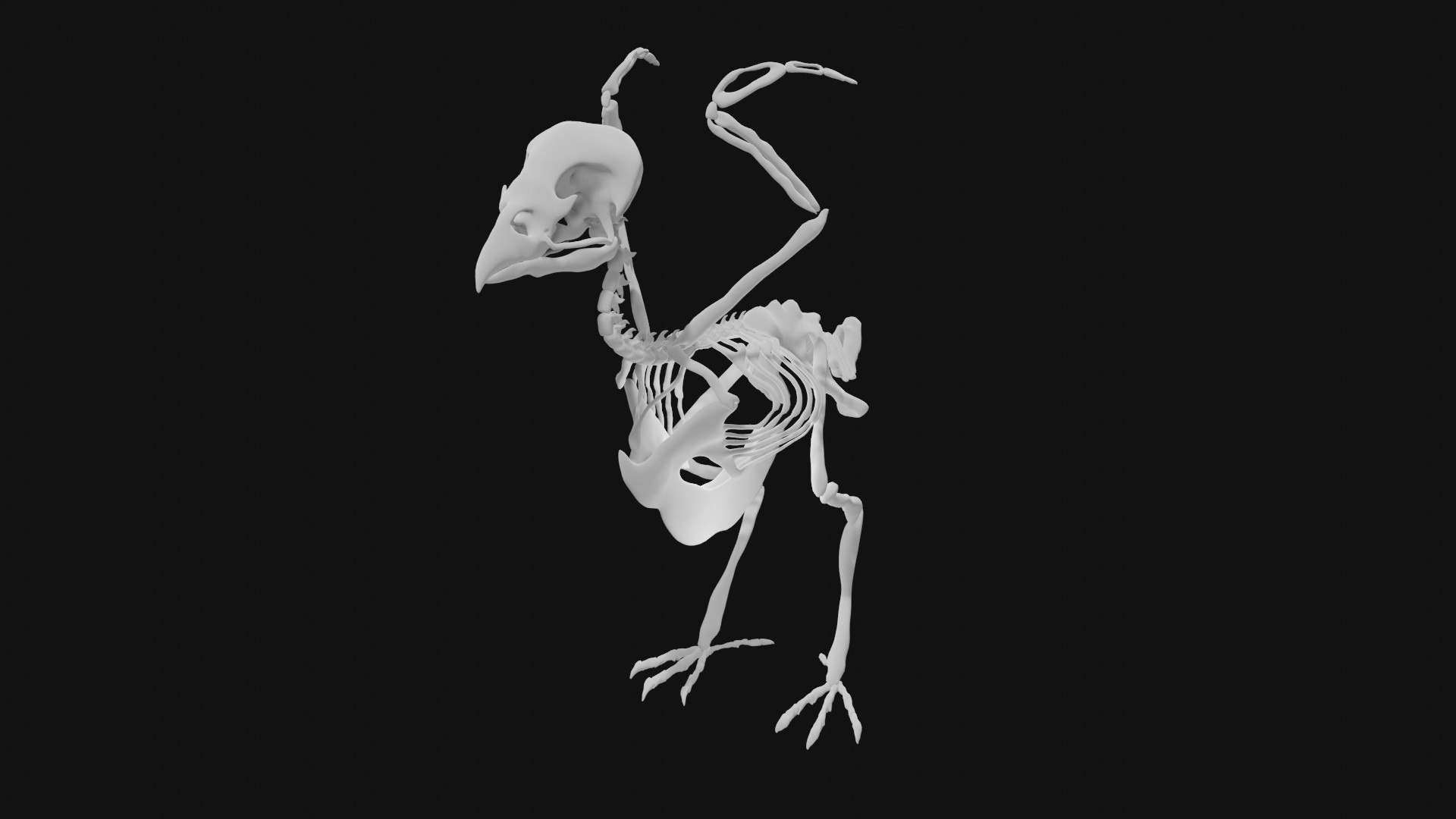 3D Sparrow Skeleton Model - TurboSquid 1991004