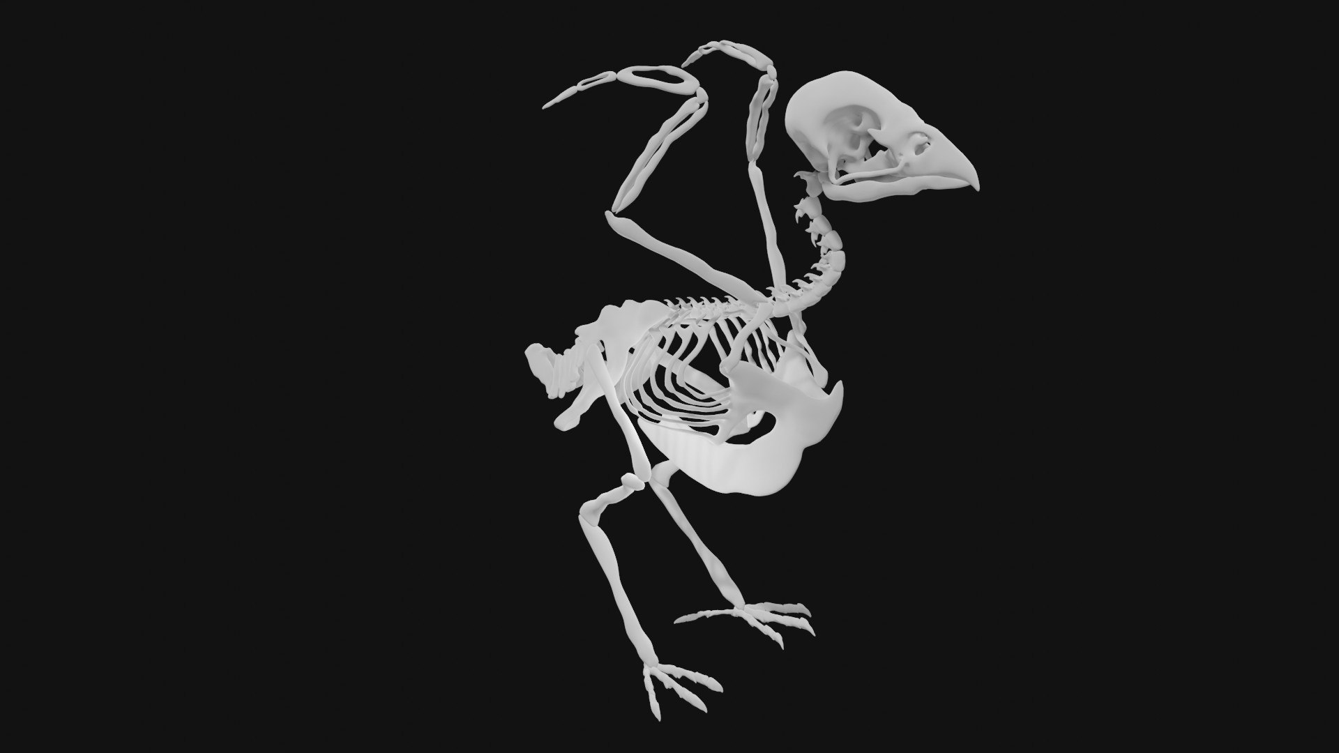 3D Sparrow Skeleton Model - TurboSquid 1991004