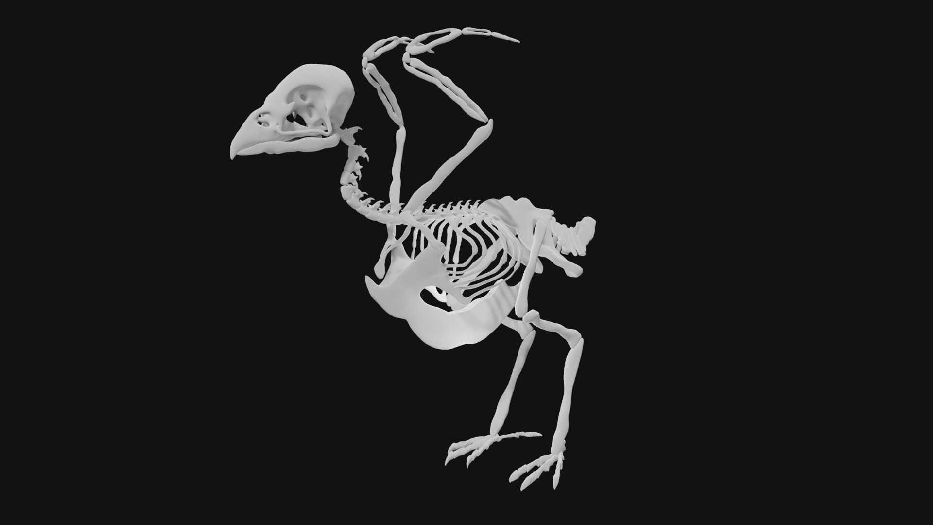 3D Sparrow Skeleton Model - TurboSquid 1991004