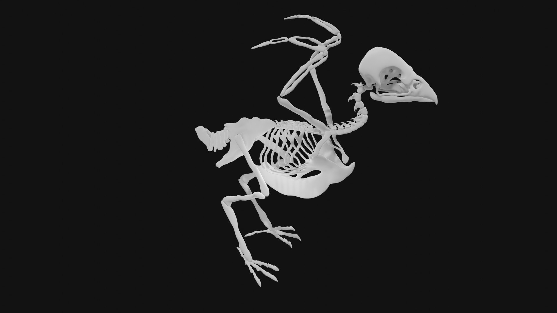 3D Sparrow Skeleton Model - TurboSquid 1991004