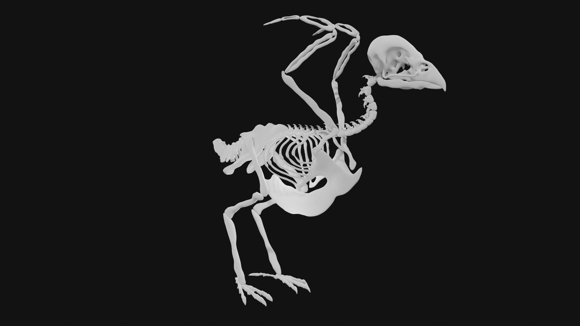 3D Sparrow Skeleton Model - TurboSquid 1991004