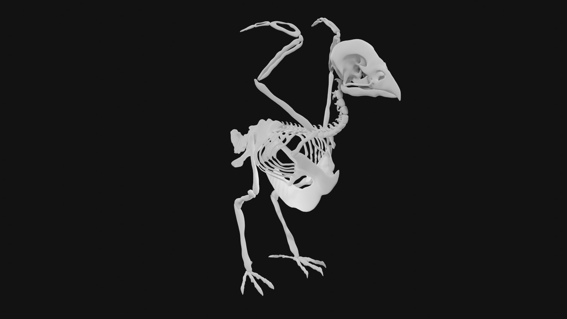 3D Sparrow Skeleton Model - TurboSquid 1991004